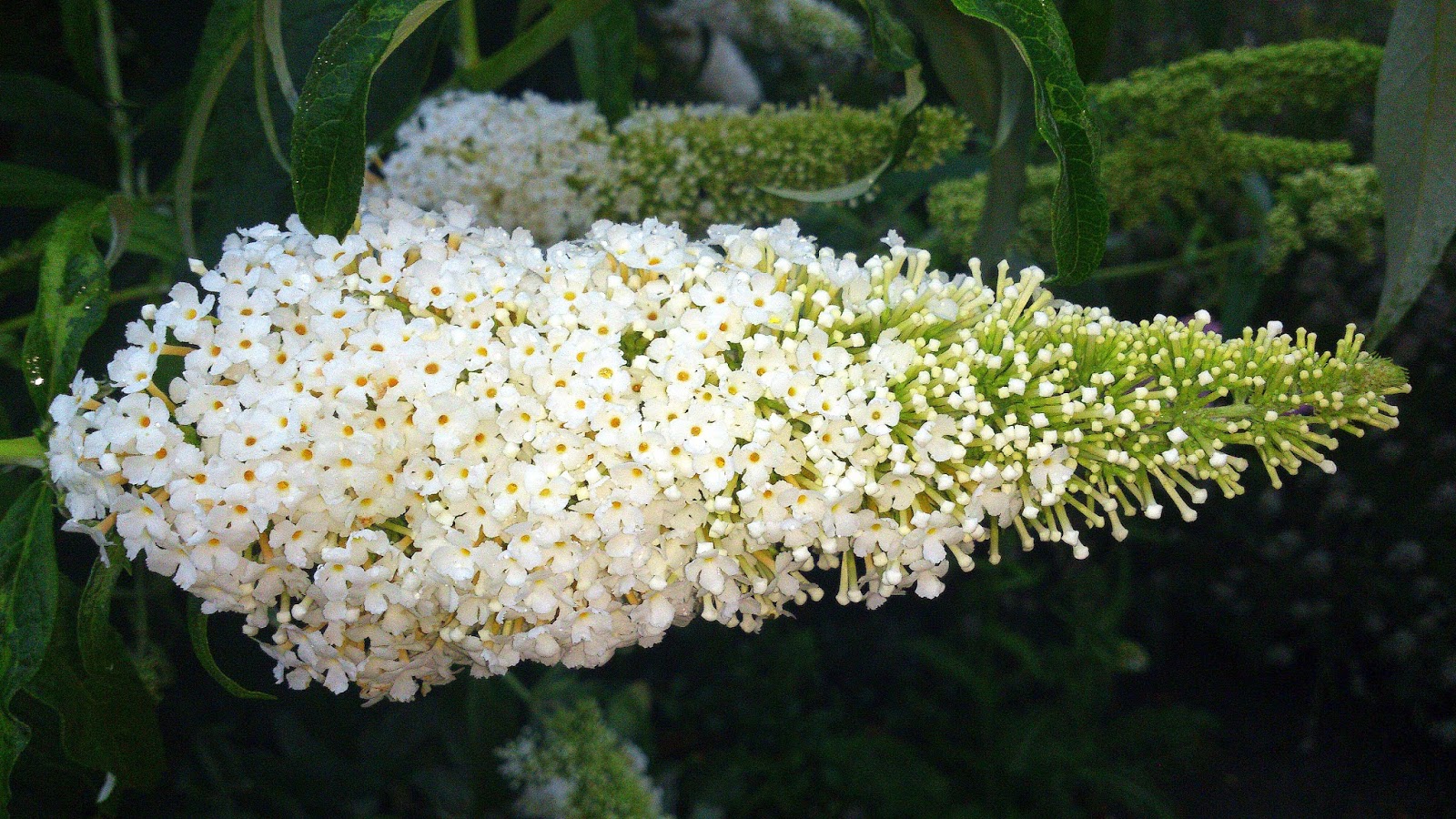 Vademecum Interesting Plants: Buddleja Davidii - Budleja Dawida, omżyn ...