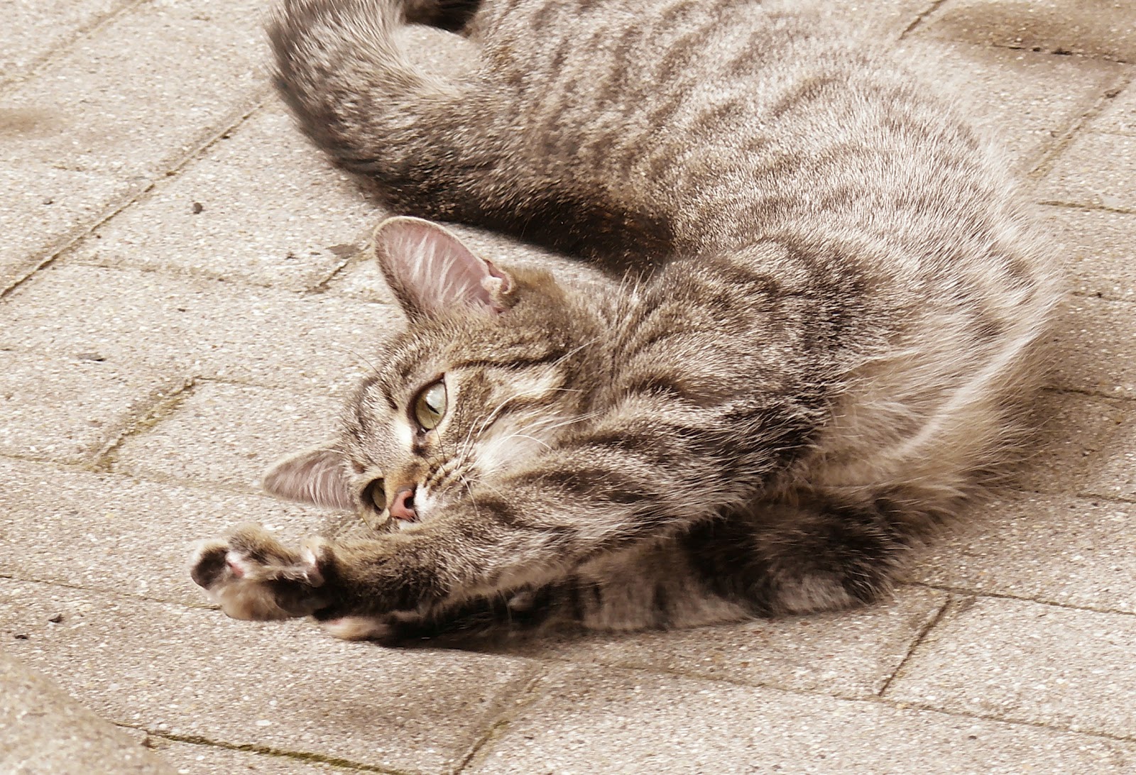 Sky House Yoga Blog: Cat Stretch Fever