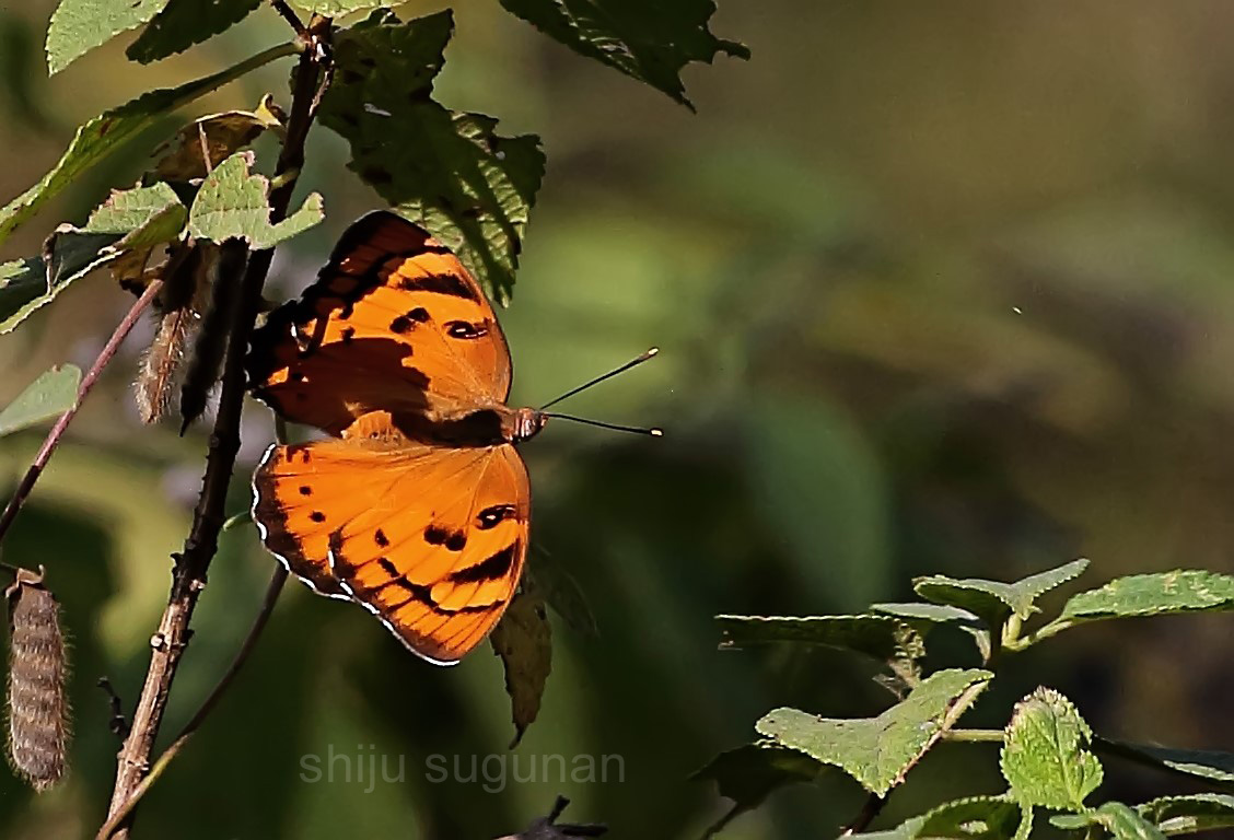 Cranium Bolts: Birding at Turahalli