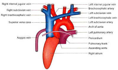 Superior vena cava