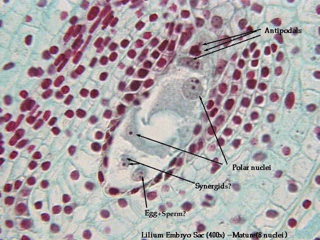 Lily Embryo Under Microscope