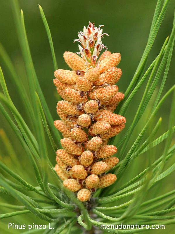Menuda Natura: Pinus pinea L.