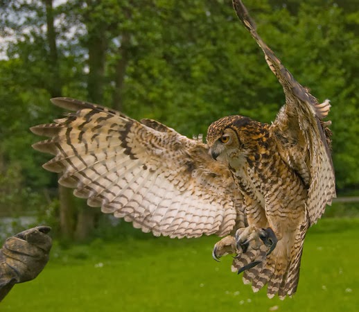 Búho real (Bubo bubo)