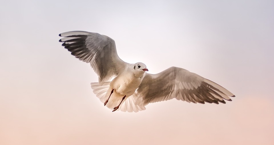 100+ Birds Quotes and Sayings for Inspiration