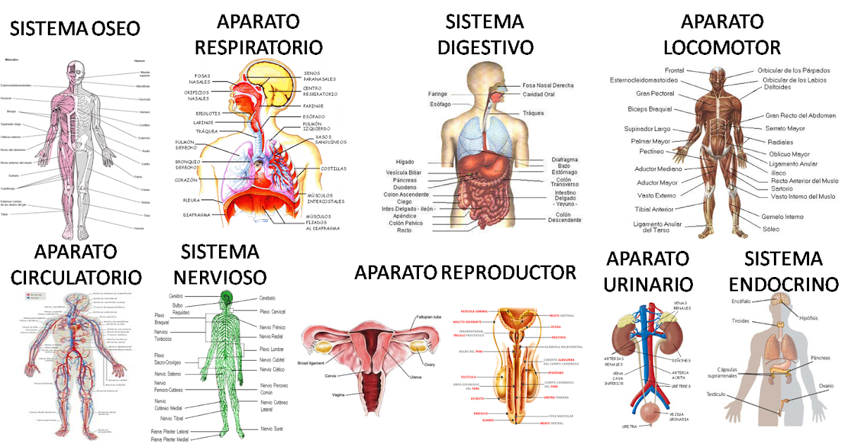 SISTEMAS DEL CUERPO HUMANO