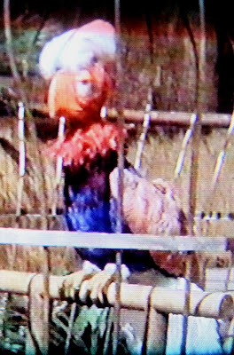 ShukerNature: A PERFECT DAY FOR THE OOZLUM BIRD, THE OOH-AAH BIRD, AND ...