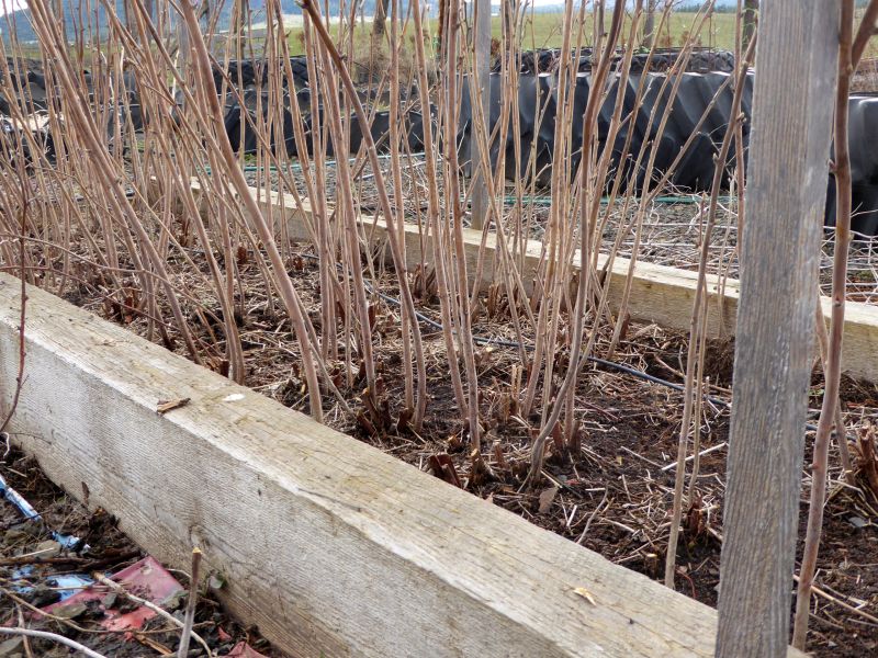 Rural Revolution: Trimming raspberry canes