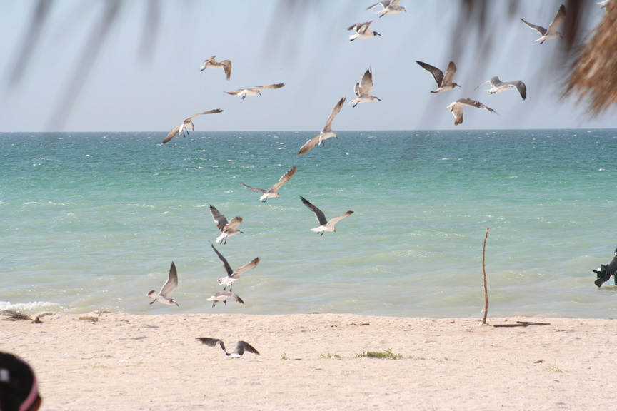 “VIVE LA COSTA YUCATECA”.