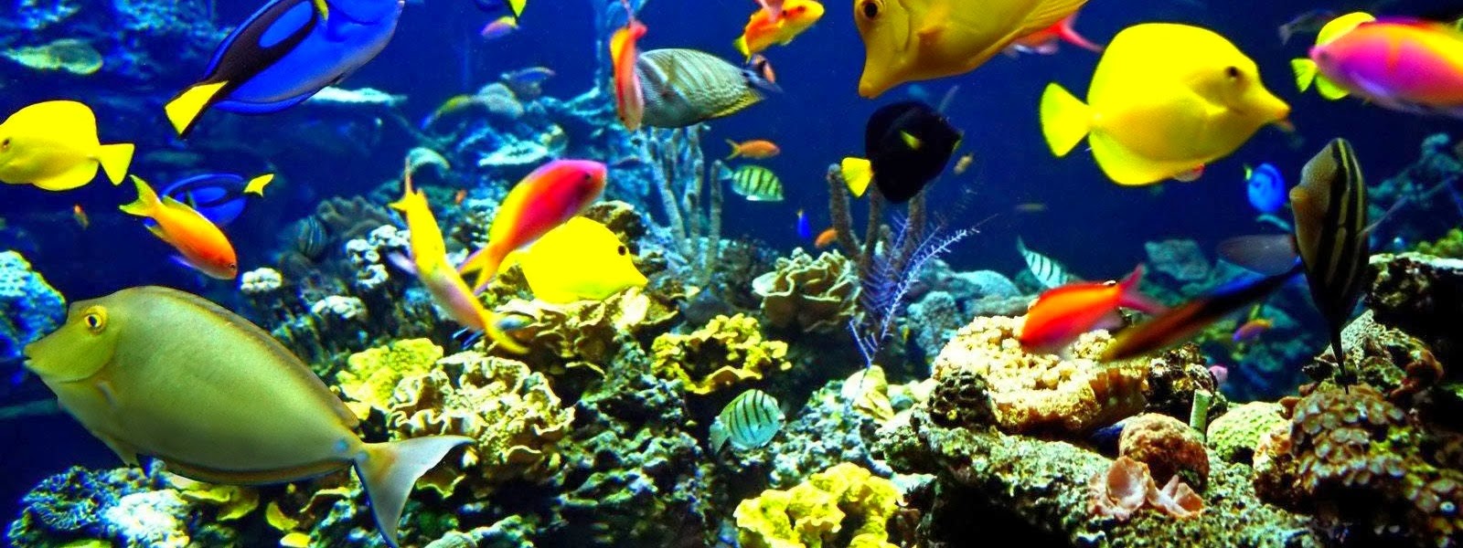 Greenwichdiving: La Gran Barrera de Coral