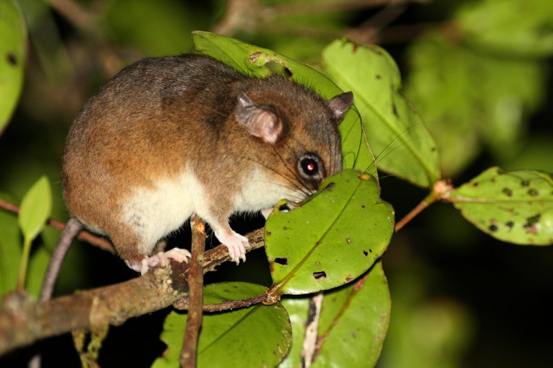 A Conservationist's Birding Blog: December 2012