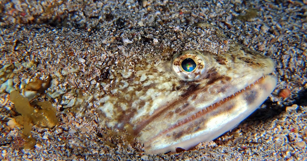 Check the Sea. Web de buceo y fotografía submarina de las Islas ...