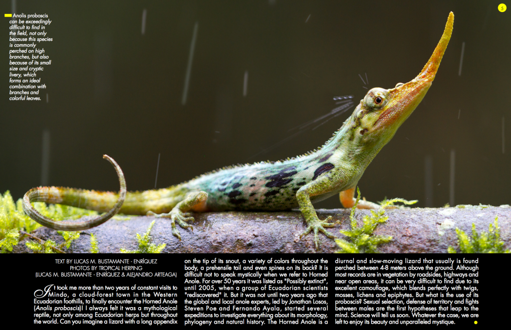 Species New to Science: [Herpetology / News • 2013] Anolis proboscis ...