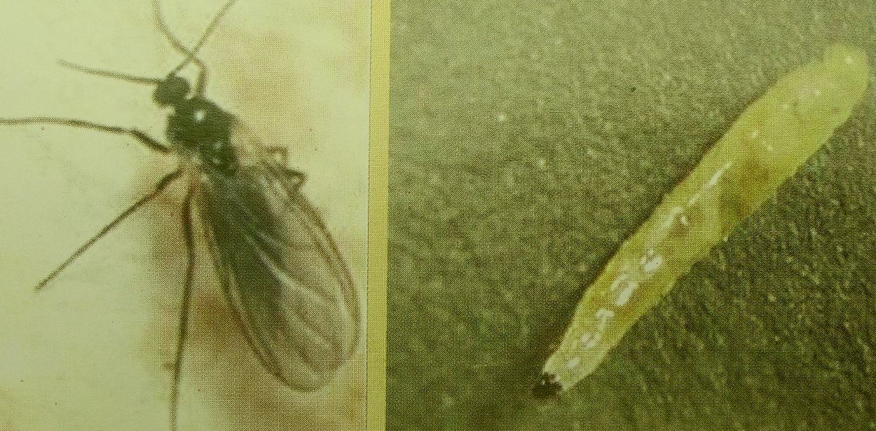 MICROFUNGI THE MUSHROOM EXPERT | microfungithemushroomexpert | Page 2