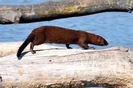 Especies invasoras: visón americano