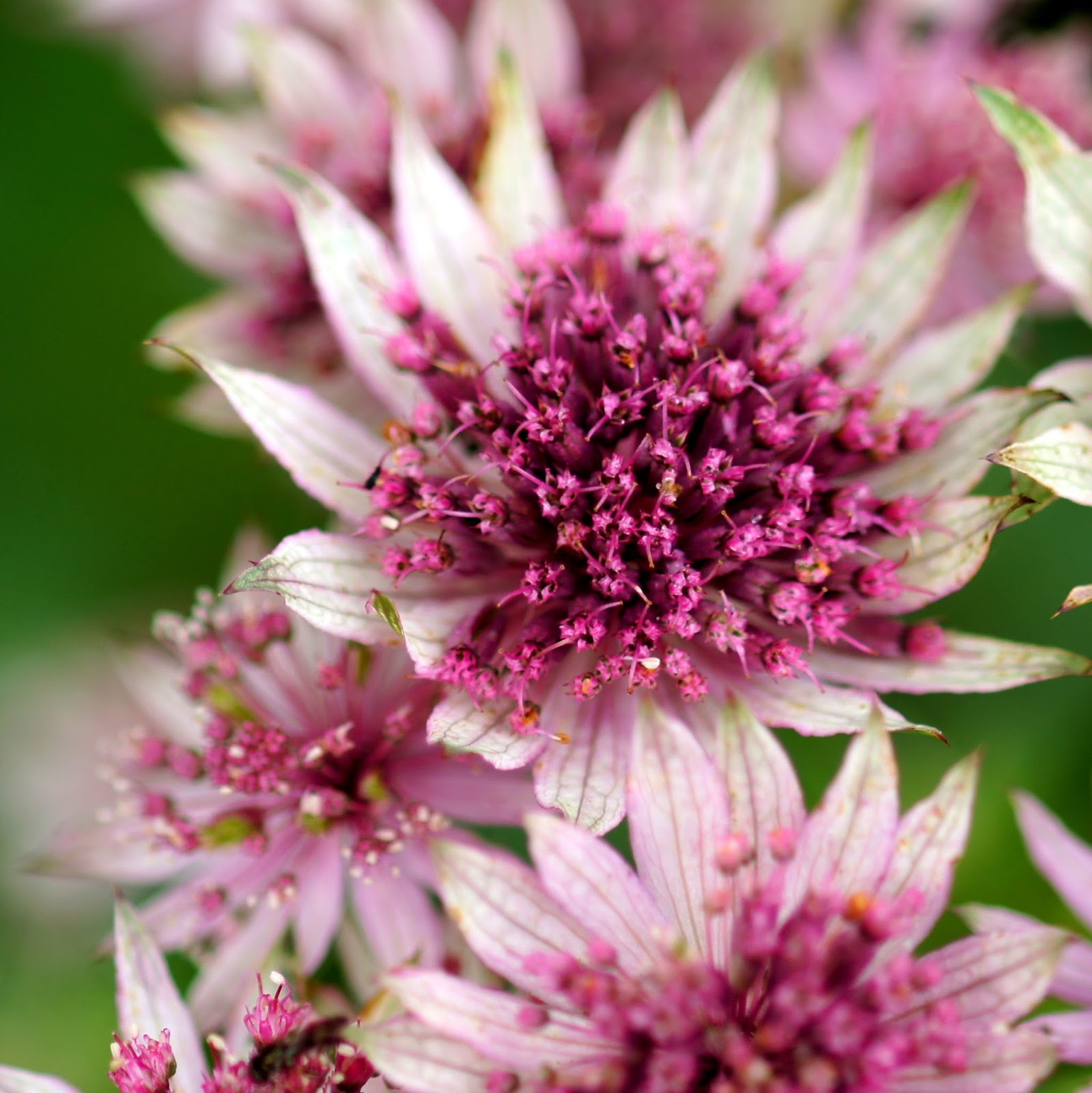 Plant Profile: Astrantia