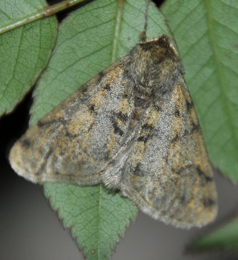 Little Hadham Birding: First moths of the year