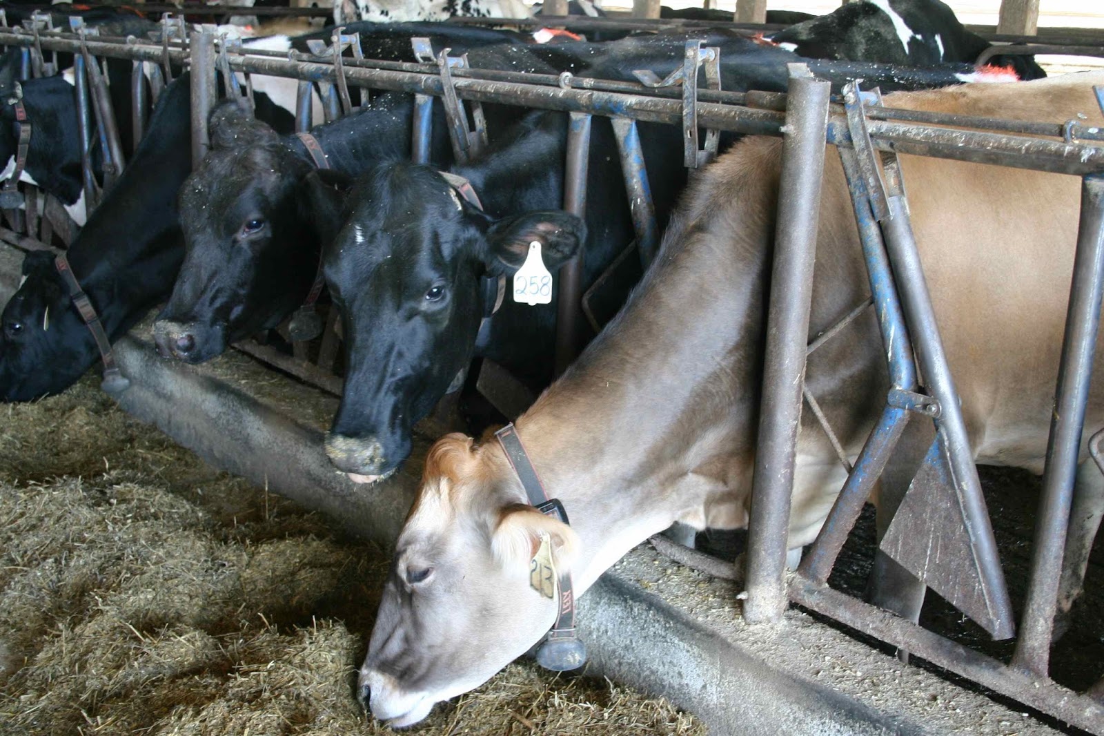 Life in the Middle Ages: Olive oil and butter