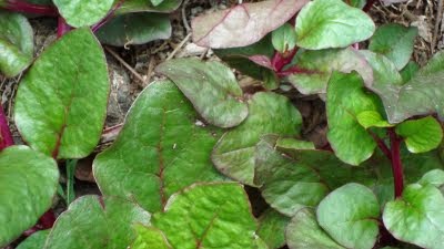 Naturalist's World - Dr Abe V Rotor : Papait - Most Bitter Vegetable ...