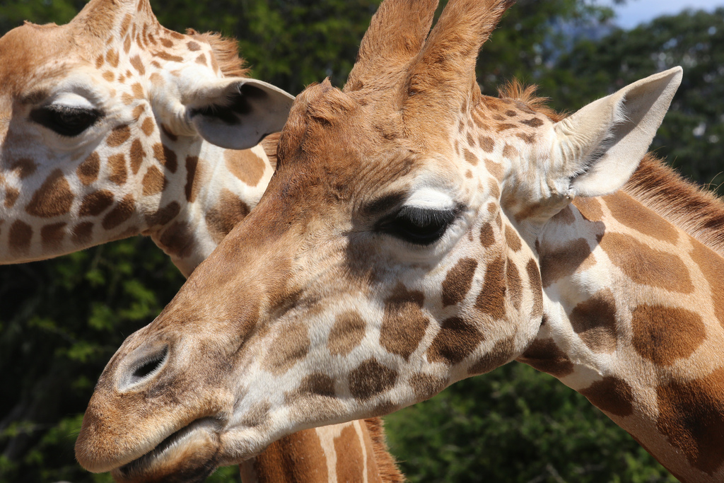 Gambar Jerapah: Kumpulan Gambar Jerapah Update