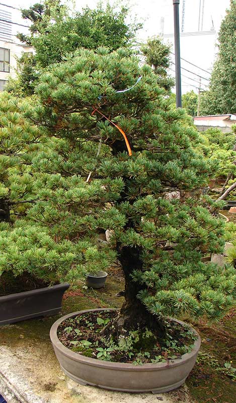 Walter Pall Bonsai Adventures: 30 Japanes trees for sale - German and ...