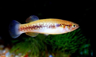Killifish - binatang488