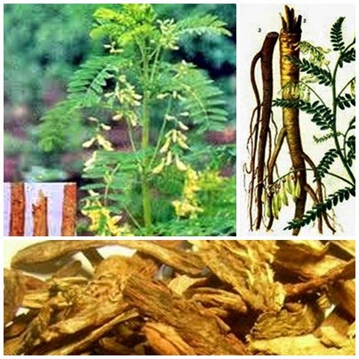 Hoàng kỳ và các tác dụng dược lý quan trọng | ITPBloodwell - Bảo vệ ...