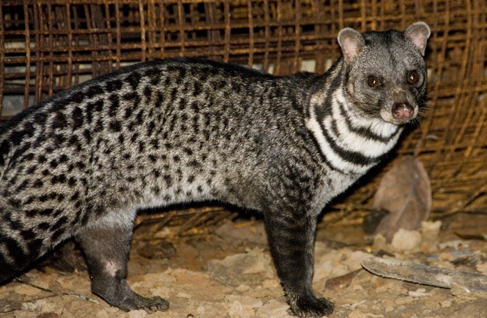 Malayan Civet - True Wildlife Creatures