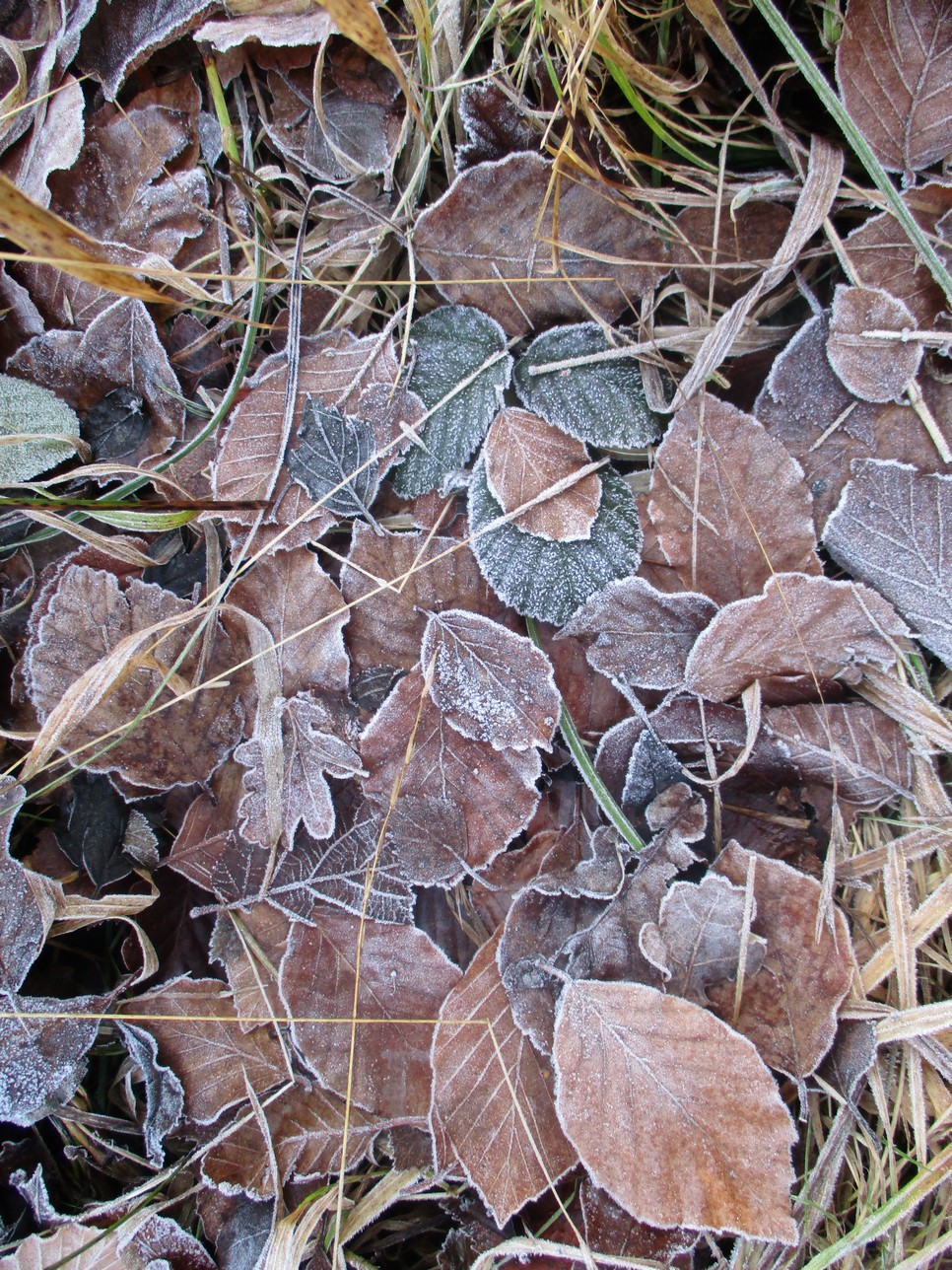 RoaminRascal: Sapperton Valley and Siccaridge Wood