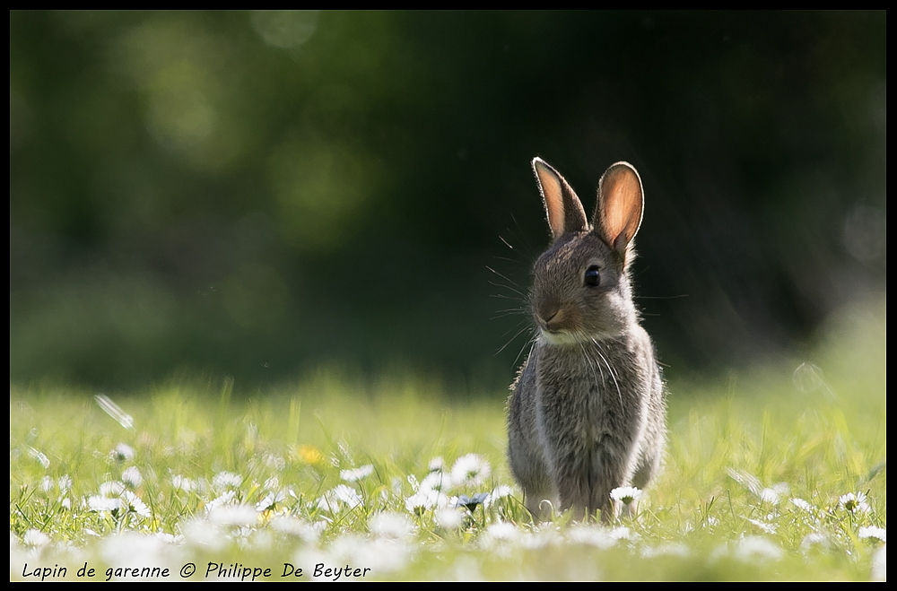 Comines Nature : Lapin de garenne ...