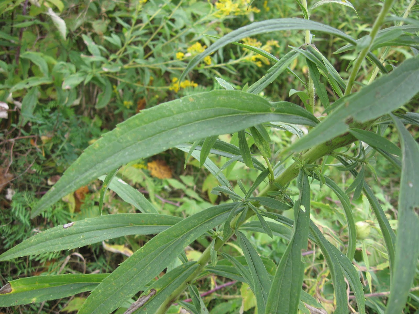 Solidago Canadensis Leaf