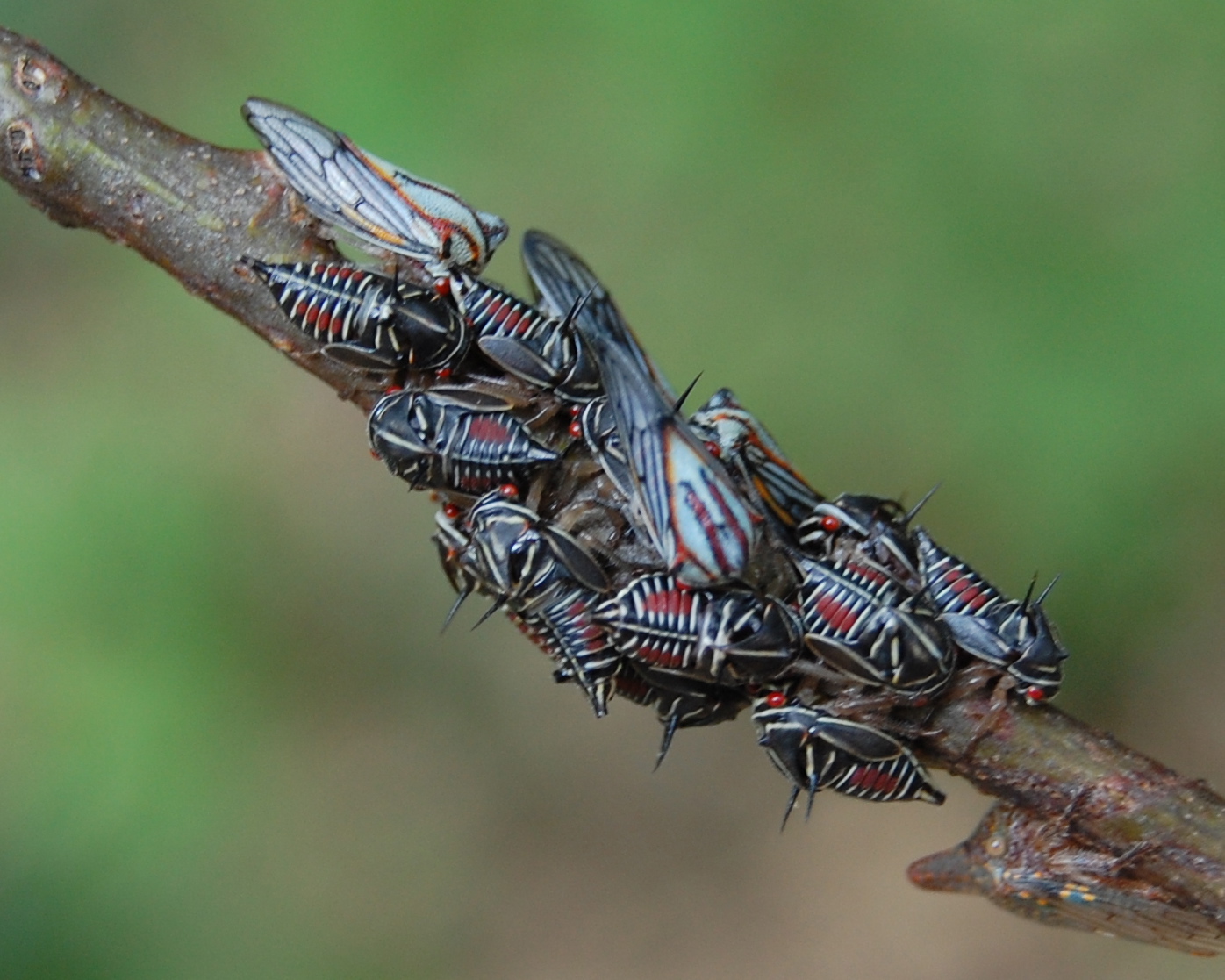 blackoaknaturalist: Front Yard and Treehopper Updates