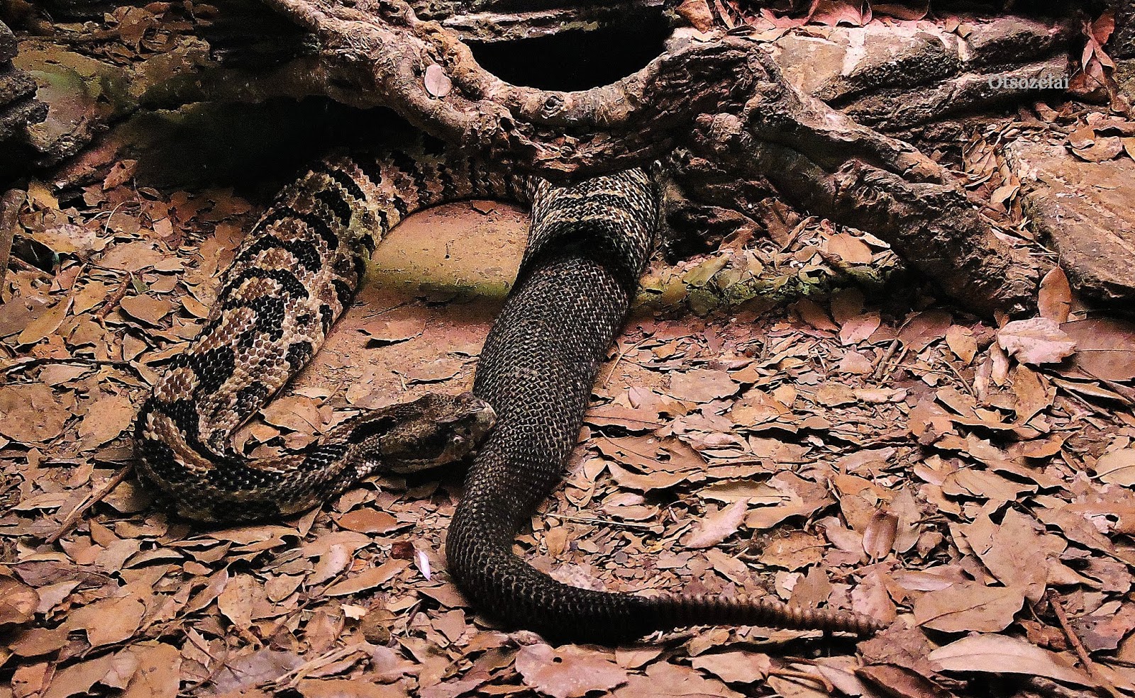 Nómadas de la imagen: CASCABELES.