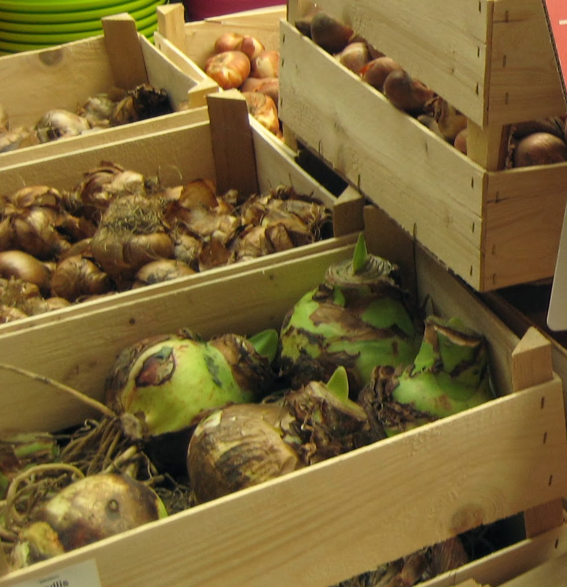 marycot: El jardín en enero 2014