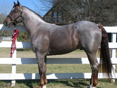 FCHS Horse Judging: Quarter Horse Class of 3
