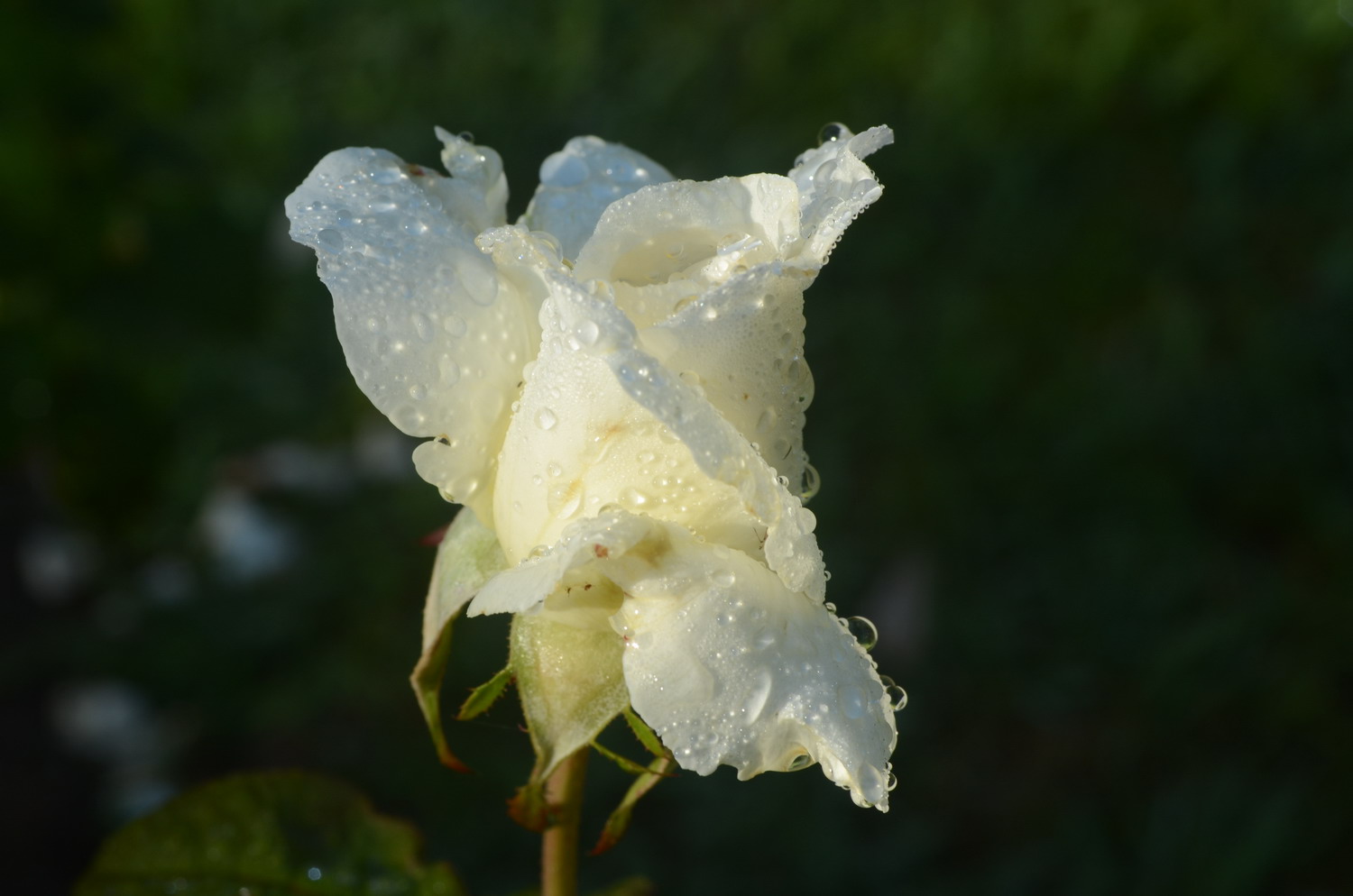 25 Diciembre 2015 "Rosa blanca con rocío" ~ Club Peña Trevinca ...