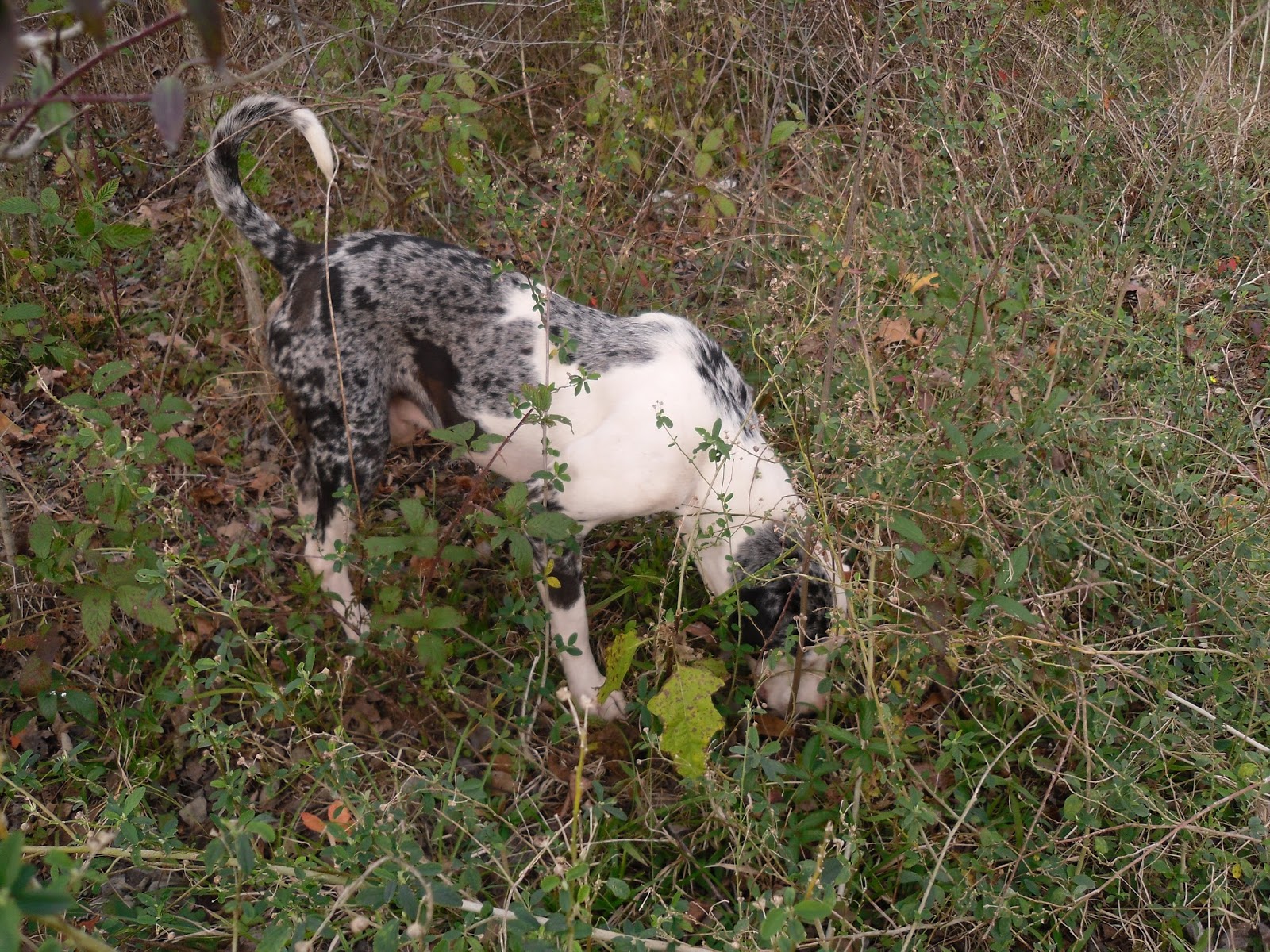 The Catahoula Hog Dog: How To Properly 'Train' A Hog Dog For Pen Or Woods