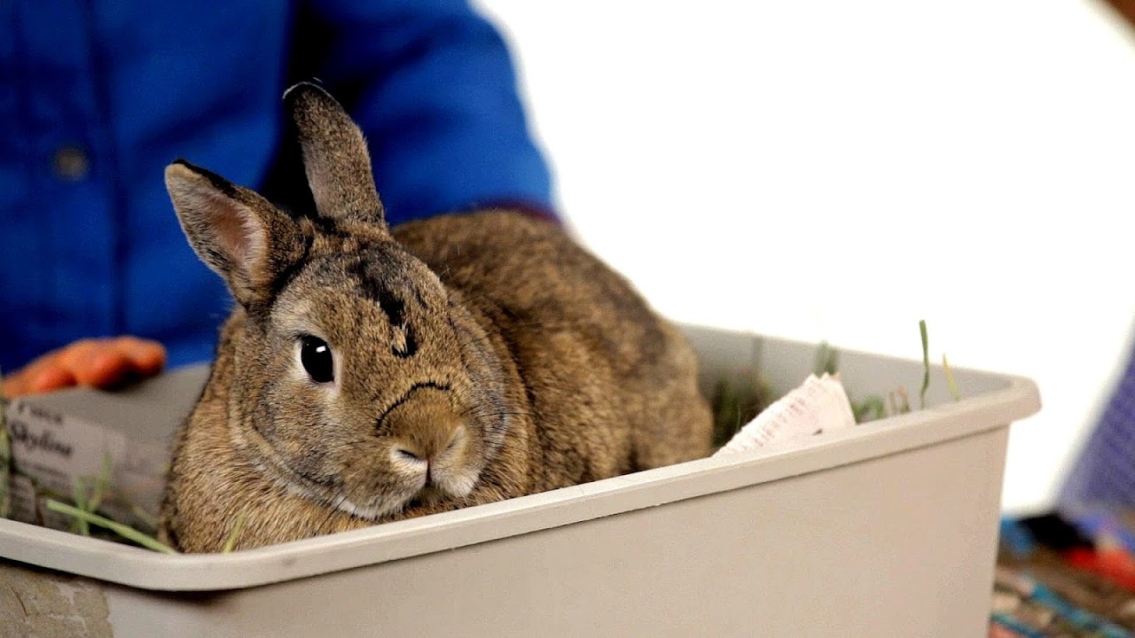 How To Take Care Of A Pet Rabbit - Pet choices