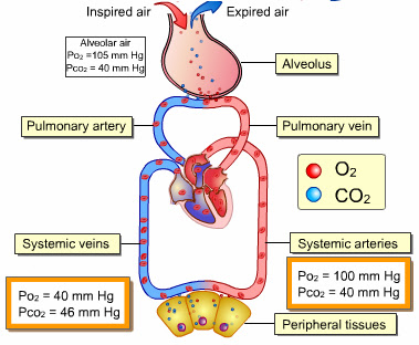 BIOLOGY FORM 6: Gaseous Exchange in Mammals