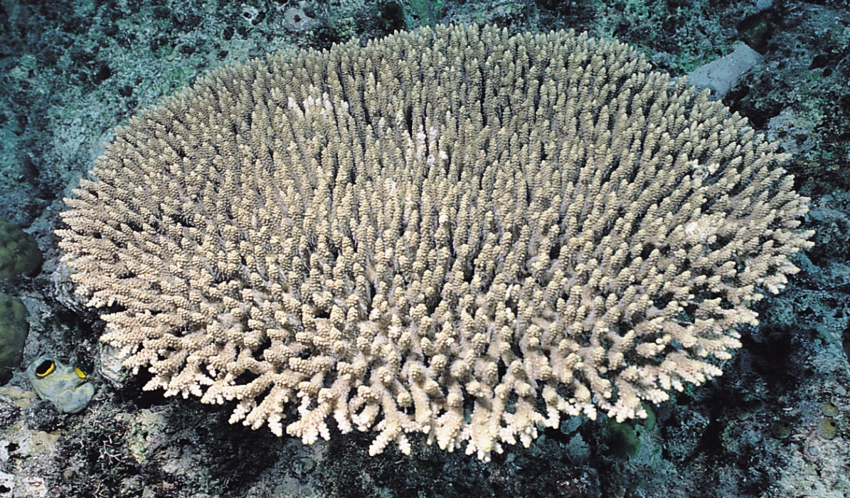 7 contoh hewan berongga (COELENTERATA) - Tripel Berita