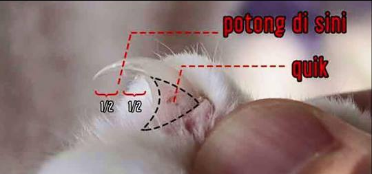 Cara Potong Kuku Kucing