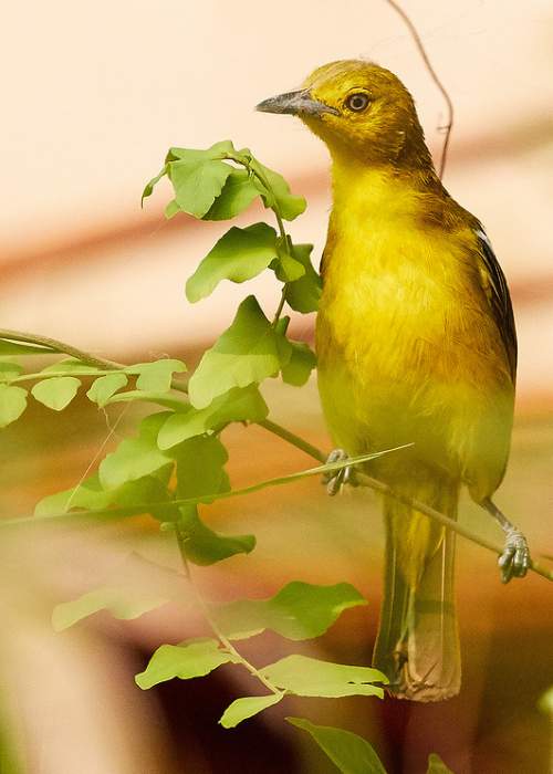Birds of India | Bird World: August 2017