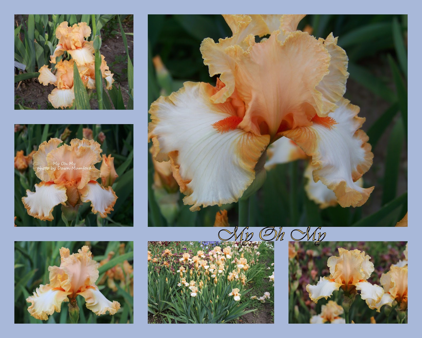 World of Irises: TALL BEARDED IRIS SUPER ACHIEVER AWARD, PART THREE