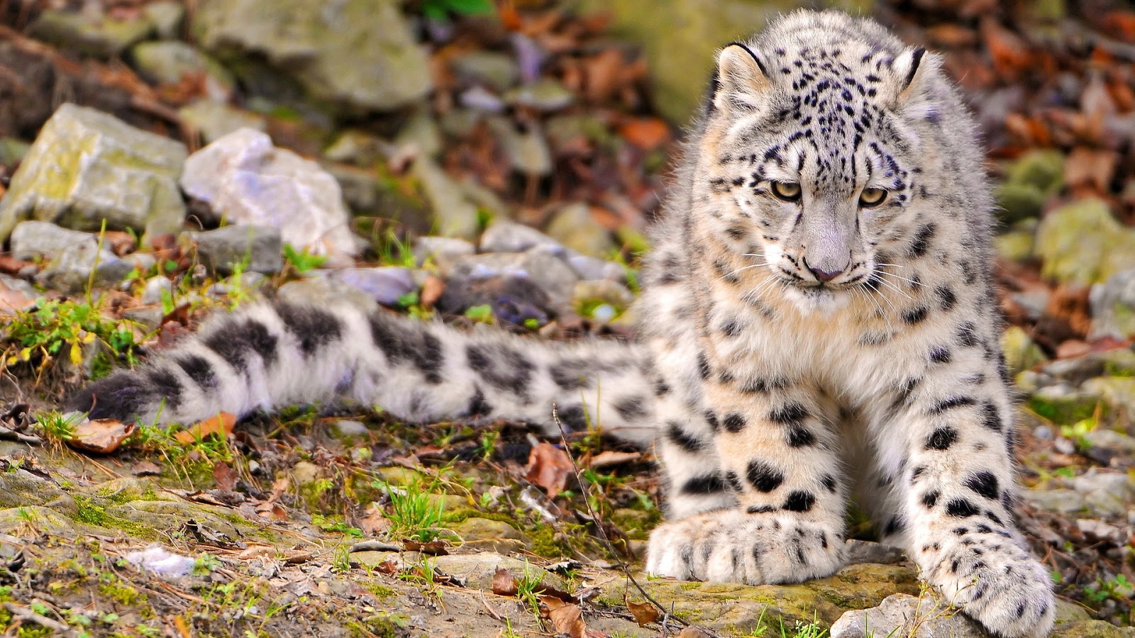 My Wallpaper Collection: Beautiful Snow Leopards (Part-2)