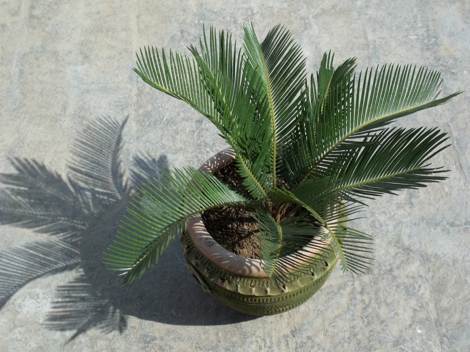 Choti-si-Baghichi: Cycas Palm Tree aka Cycas Revoluta
