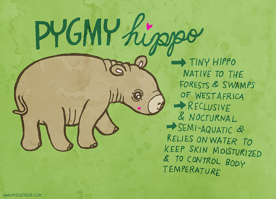 My Zoetrope: 213: Pygmy Hippo