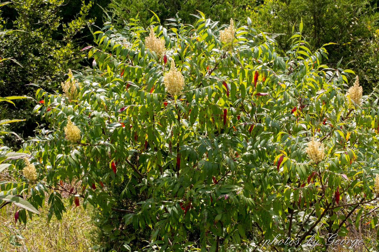 "What's Blooming Now" : Winged Sumac (Rhus copallina)