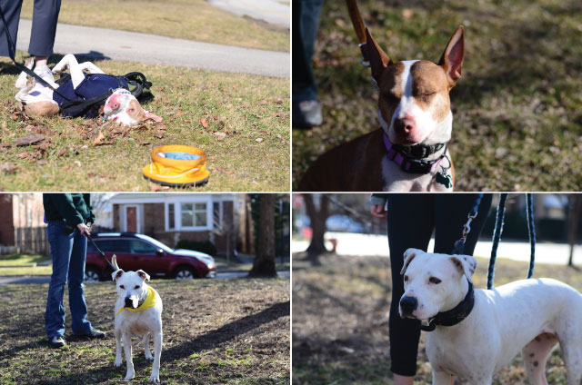 Two Pitties in the City: SociaBulls: Walking in a Dog-Walking Group ...