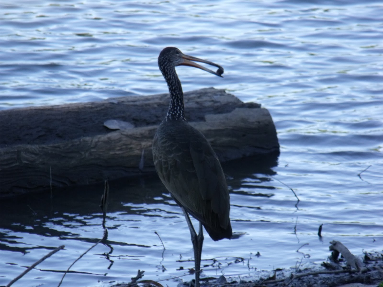 NATURALEZA Y CULTURA: El Carau