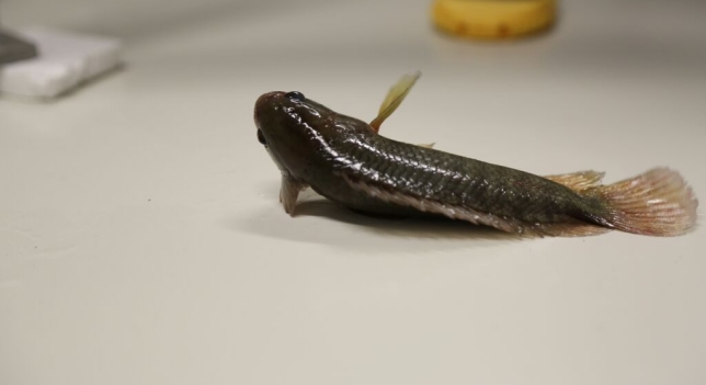 Gestion y Legislacion Ambiental