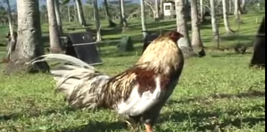 Mitra 56 ~ Rooster Village